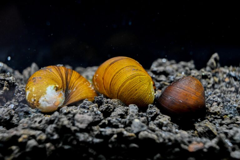 Care Guide For Nerite Snails - Aquarium Nerd