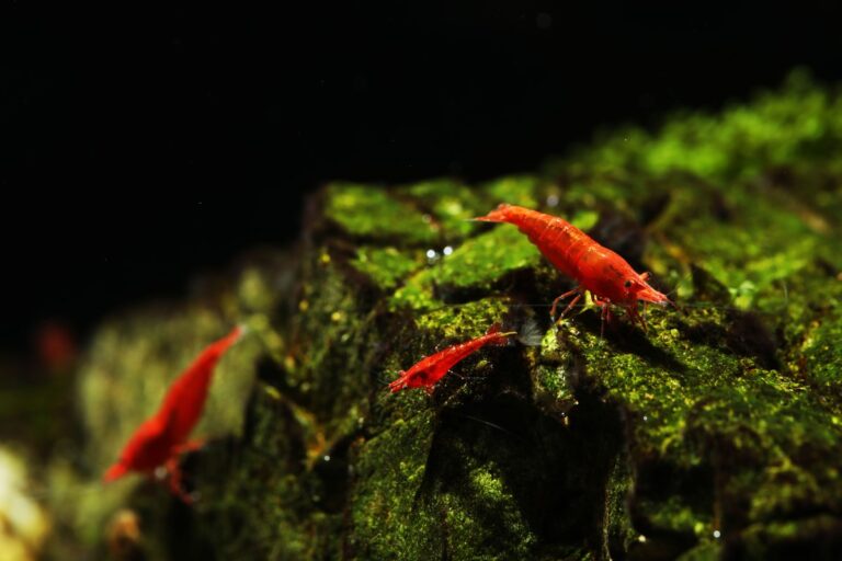 Neocaridina Shrimp Care Guide: Tank Setup, Feeding, Maintenance