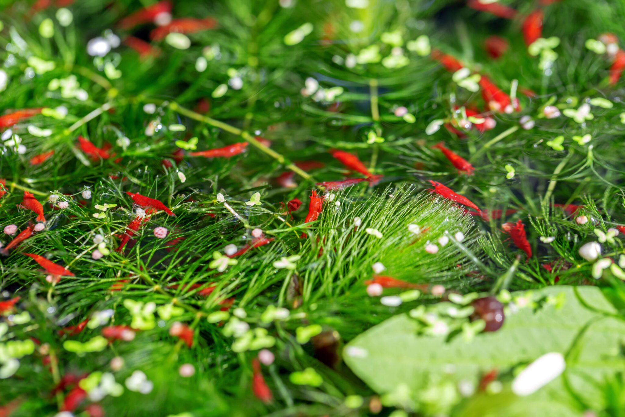 Best Plants For Freshwater Shrimp Tank - Aquarium Nerd