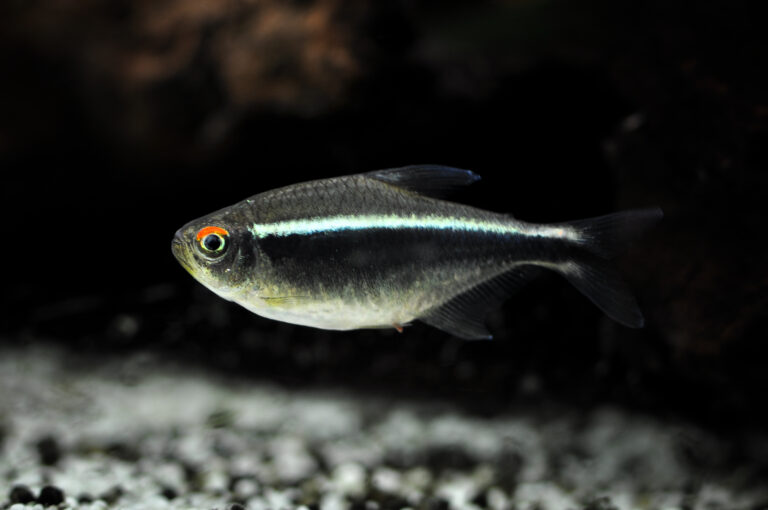 Care Guide For Cory Catfish - Aquarium Nerd