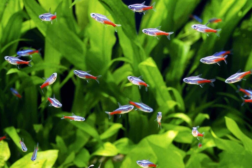 Neon Tetra Fish Care Guide: Tank Setup, Water Parameters And Feeding ...
