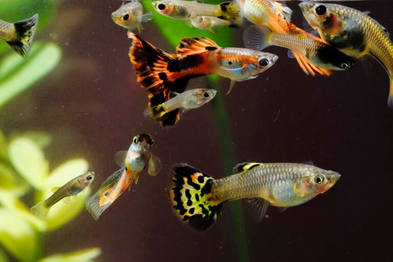Guppies Fish Care Guide For Beginners - Aquarium Nerd