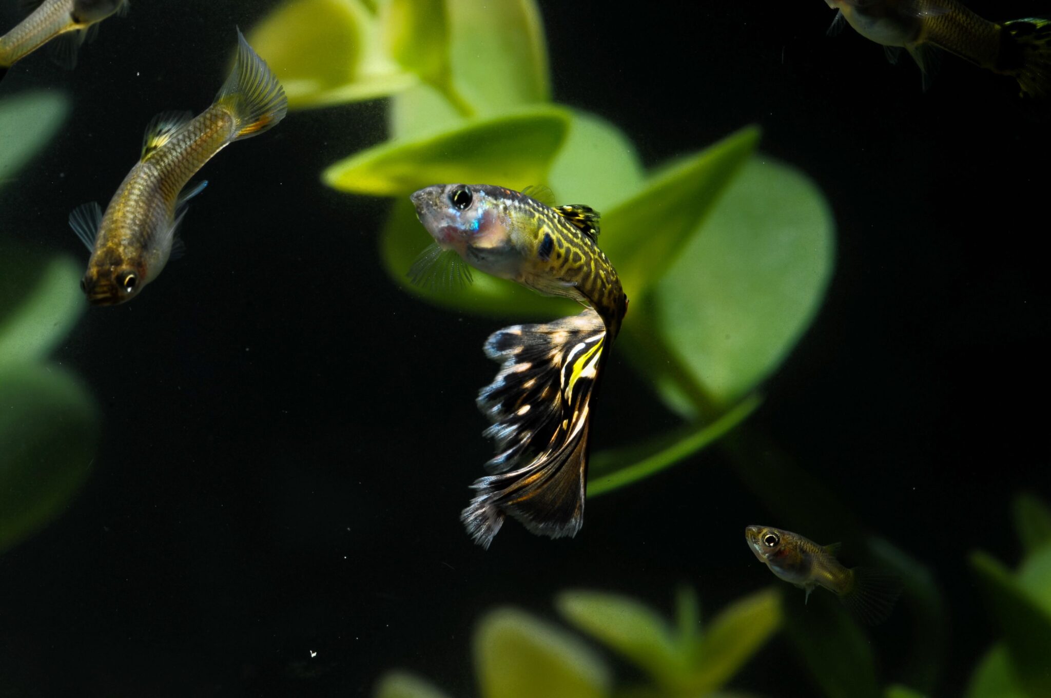 Best Freshwater Fish For Beginners - Aquarium Nerd
