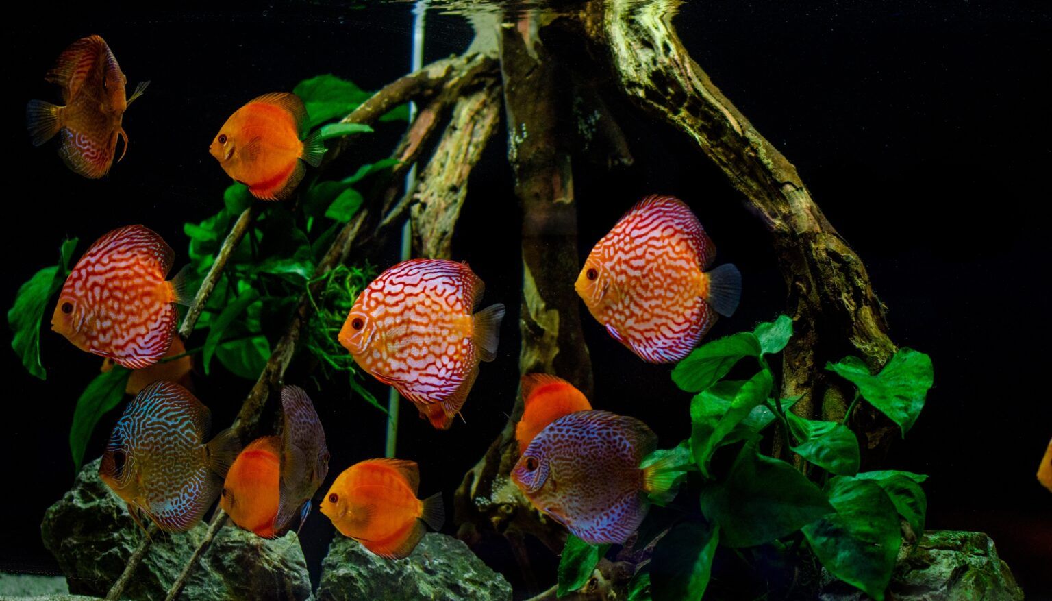 Care Guide For Discus Fish - Aquarium Nerd