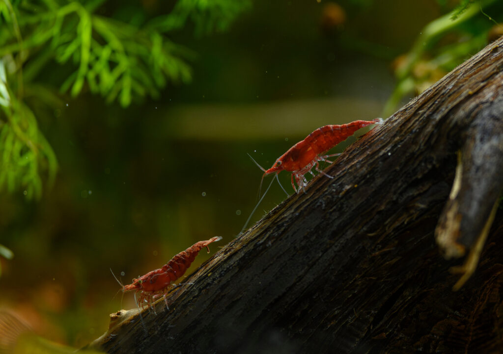 Red Cherry Shrimp Care Guide - Aquarium Nerd
