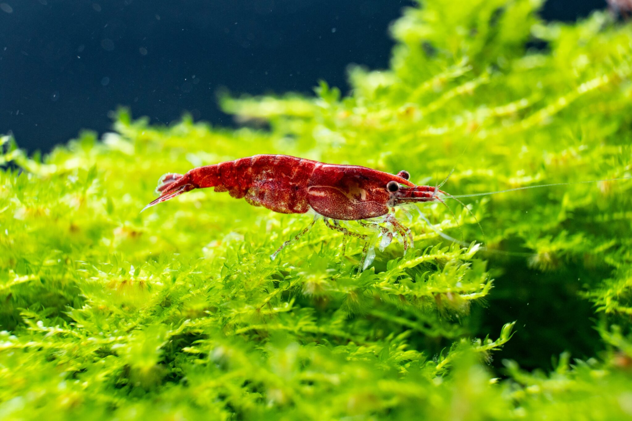 Red Cherry Shrimp Care Guide - Aquarium Nerd